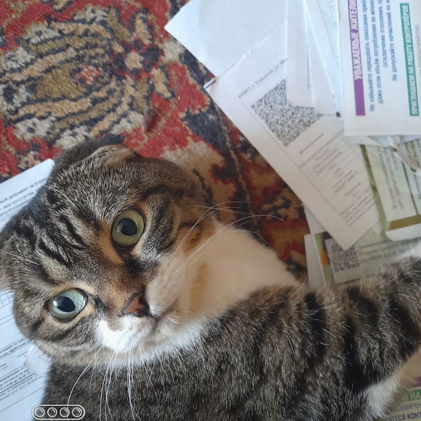 Вислоухая Шотландская Боня