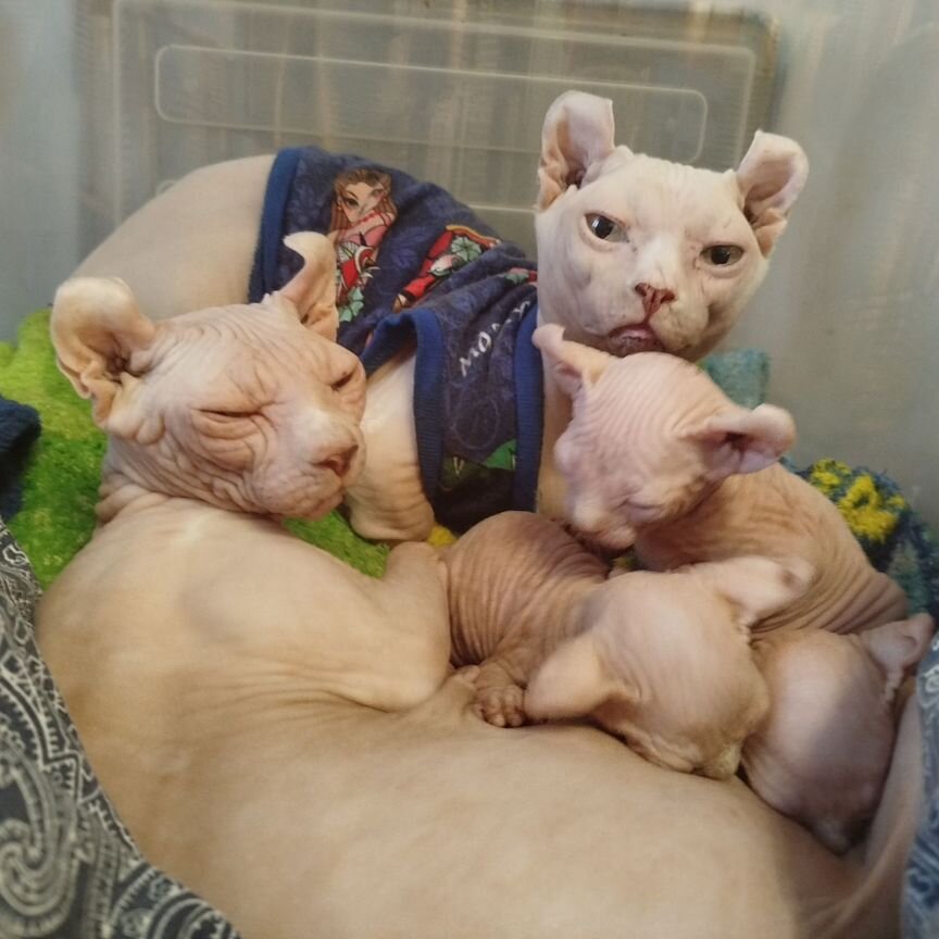 Канадский сфинкс котёнок