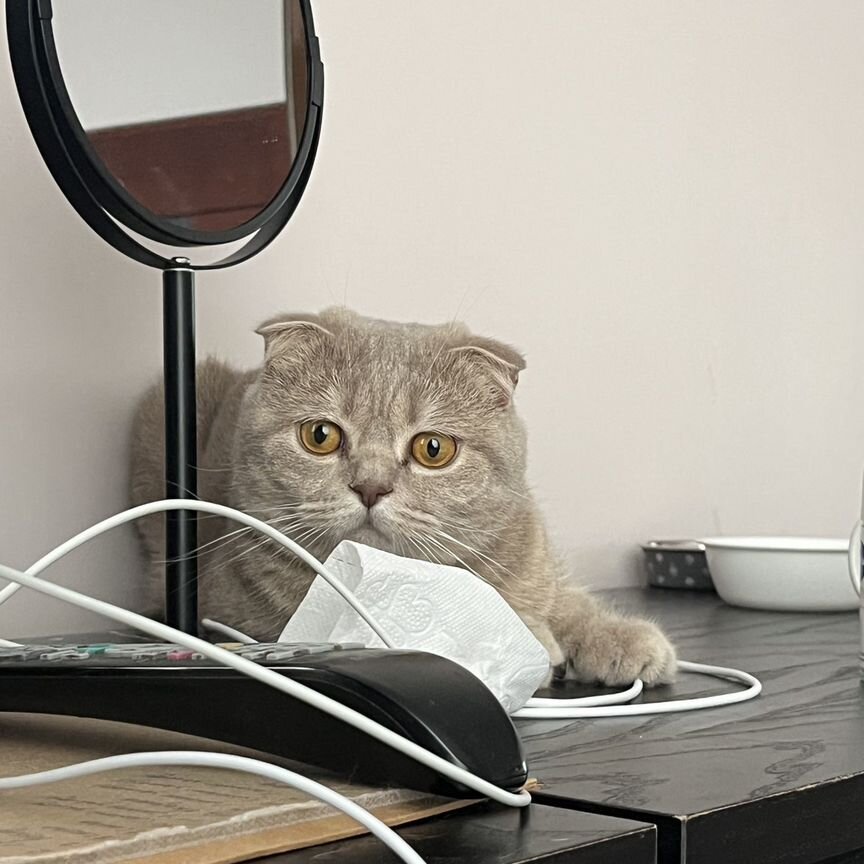 Шотландская вислоухая короткошёрстная, взрослая кошка