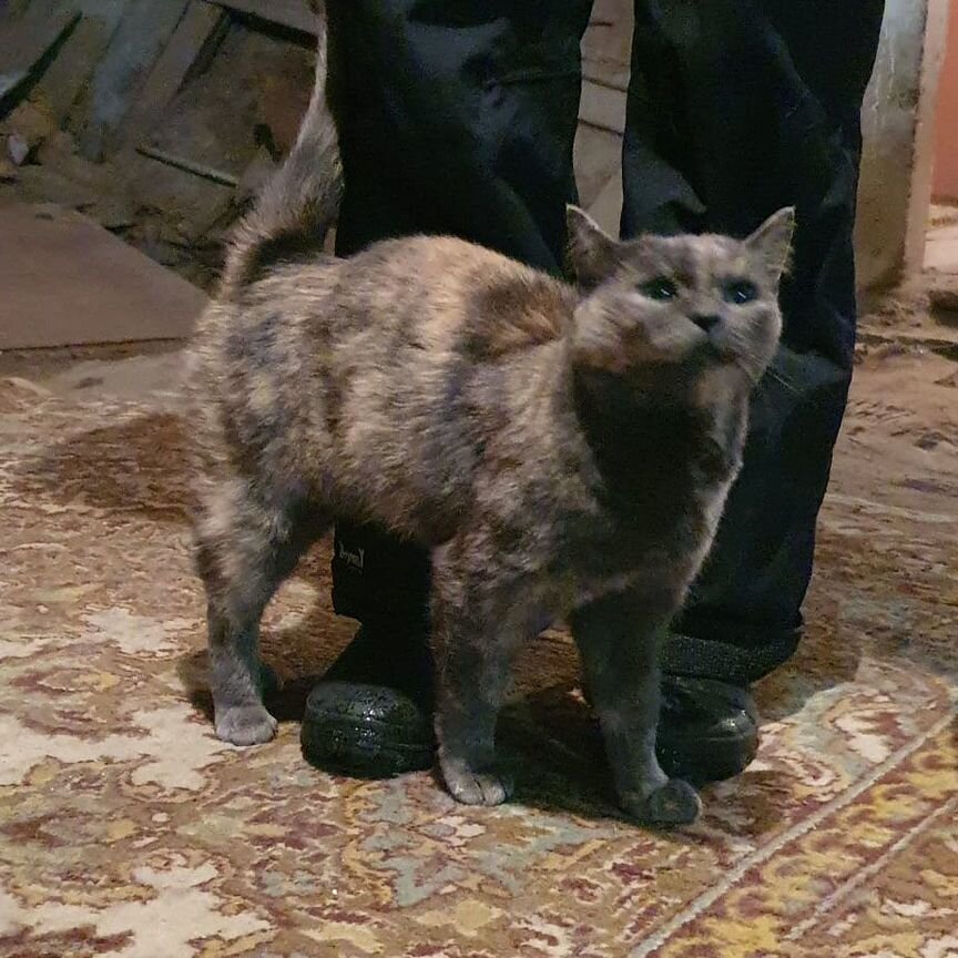 Кошечка мраморная черепашка