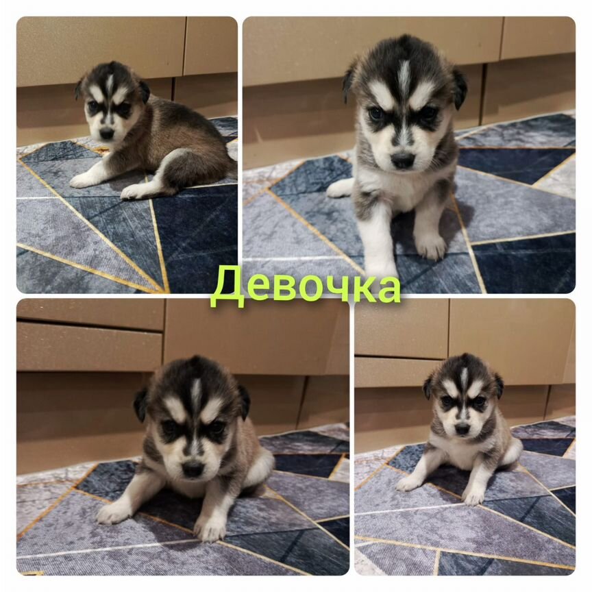 Щенки хаски в добрые руки