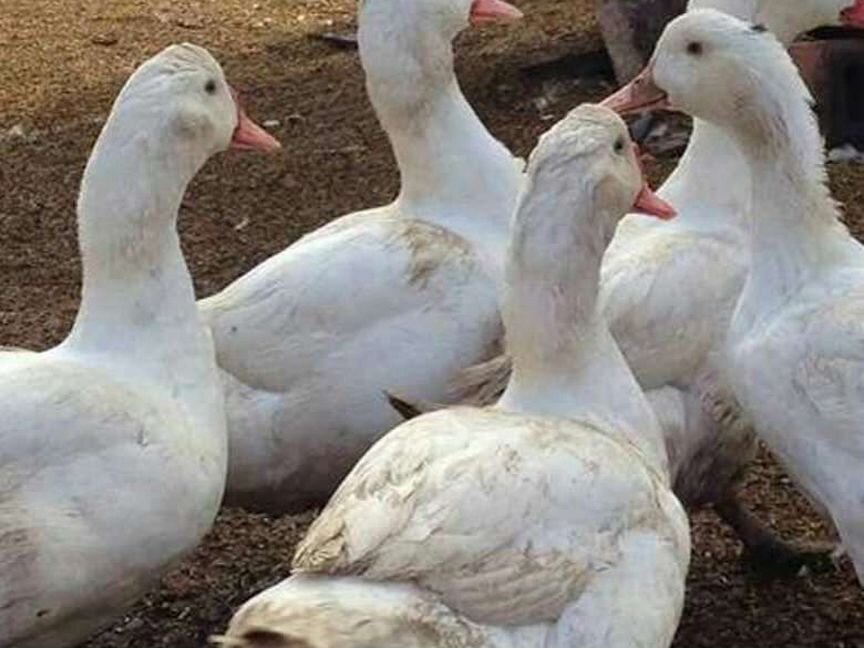 Утки муларды