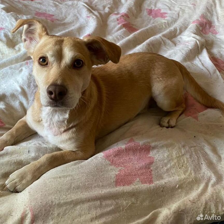 Ищет семью мальчишка