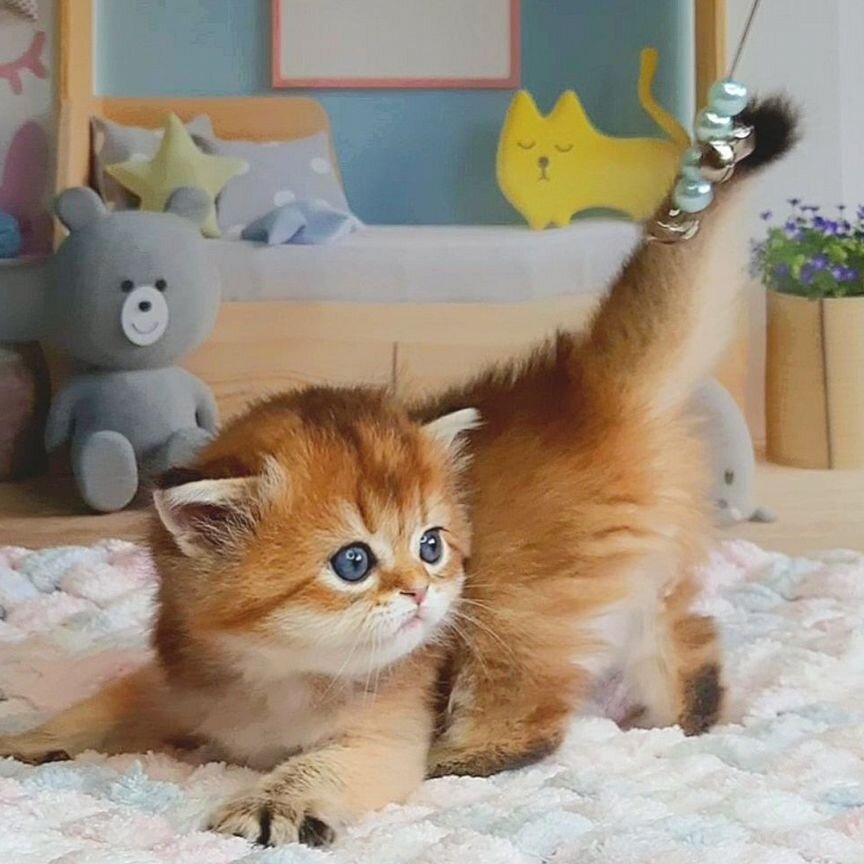 Золотой шотландский малыш