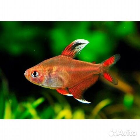 Орнатус белоплавничный