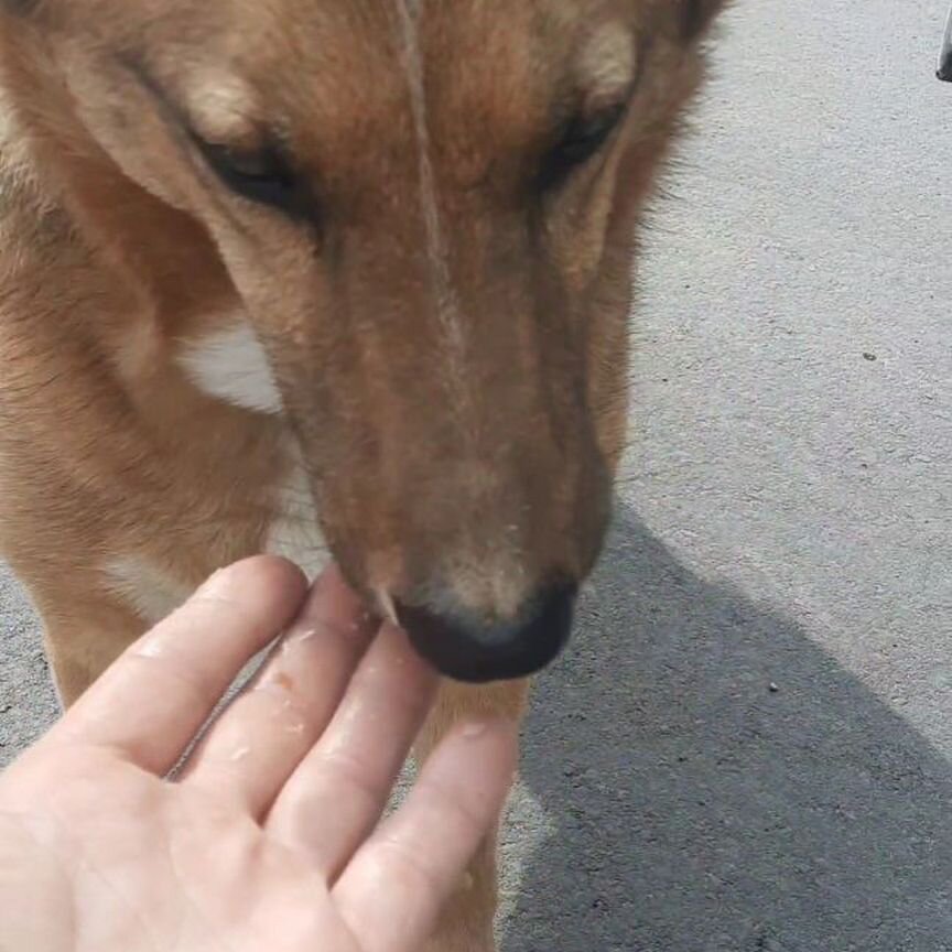 Собака в добрые руки