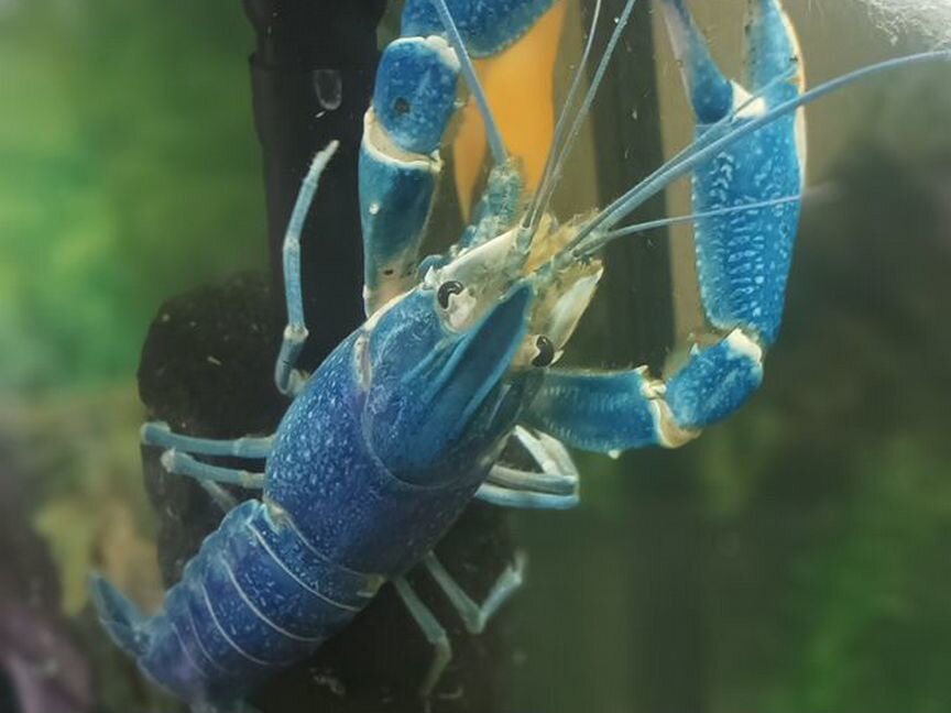 Австралийский красноклешневый рак