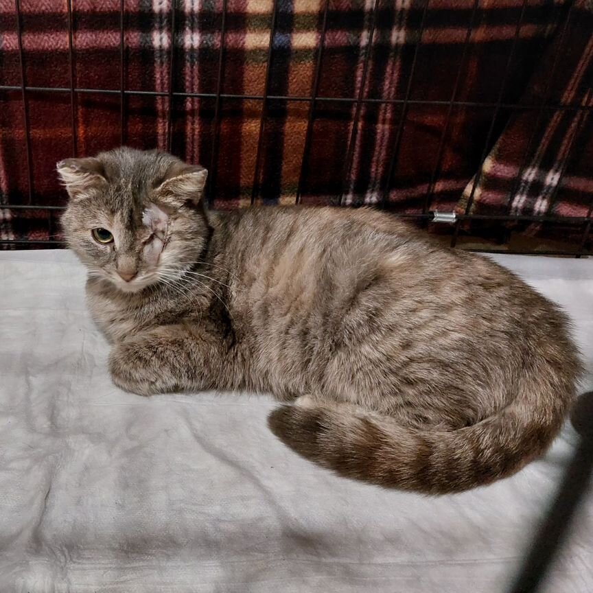 Взрослая, кошка в добрые руки