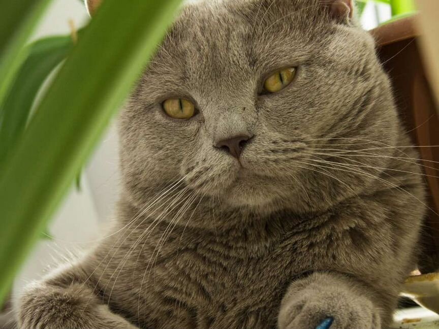 Шотландский кот вязка