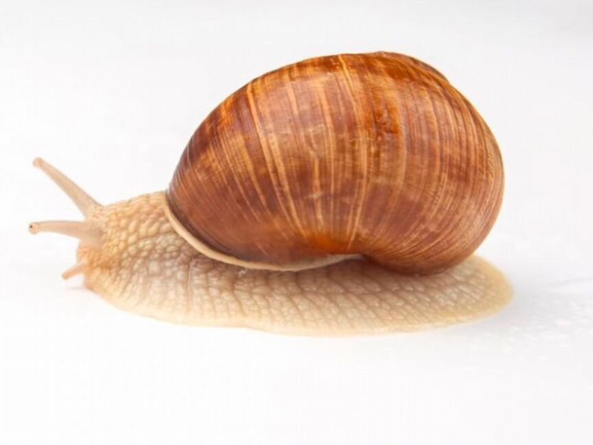 Улитка виноградная заморозка