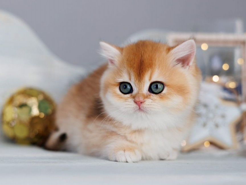 Британский золотая девочка ny 12