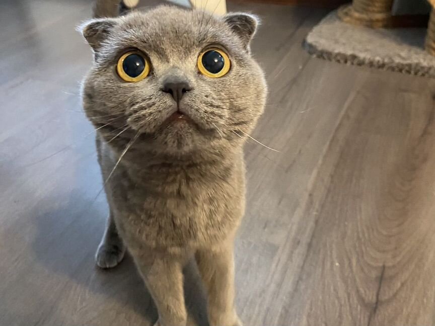 Шотландская вислоухая кошка бесплатно