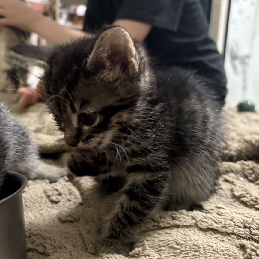 Котёнок в добрые руки