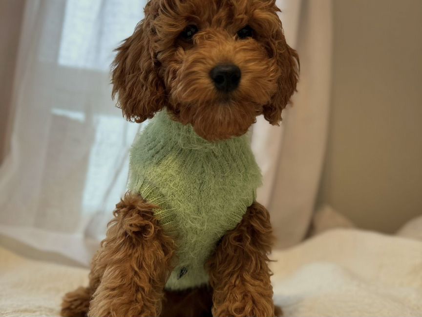 Красавица кокапу F1