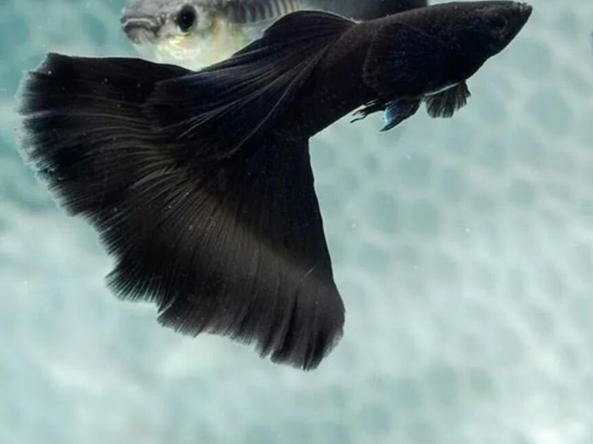 Рыбки гуппи черные московские