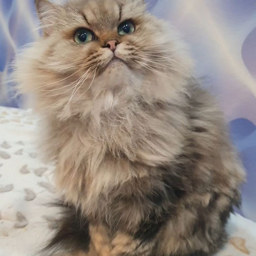 Шотландский длиношёрстный кот