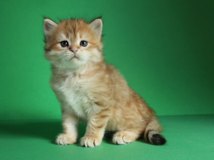 Сибирские котята