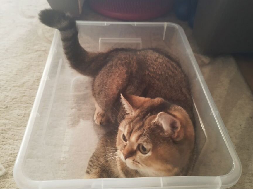 Шотландская золотая шиншилла