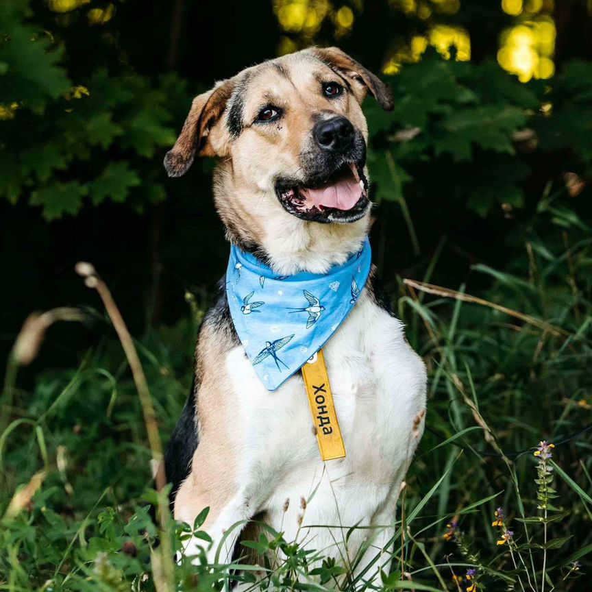 Взрослая собака в добрые руки