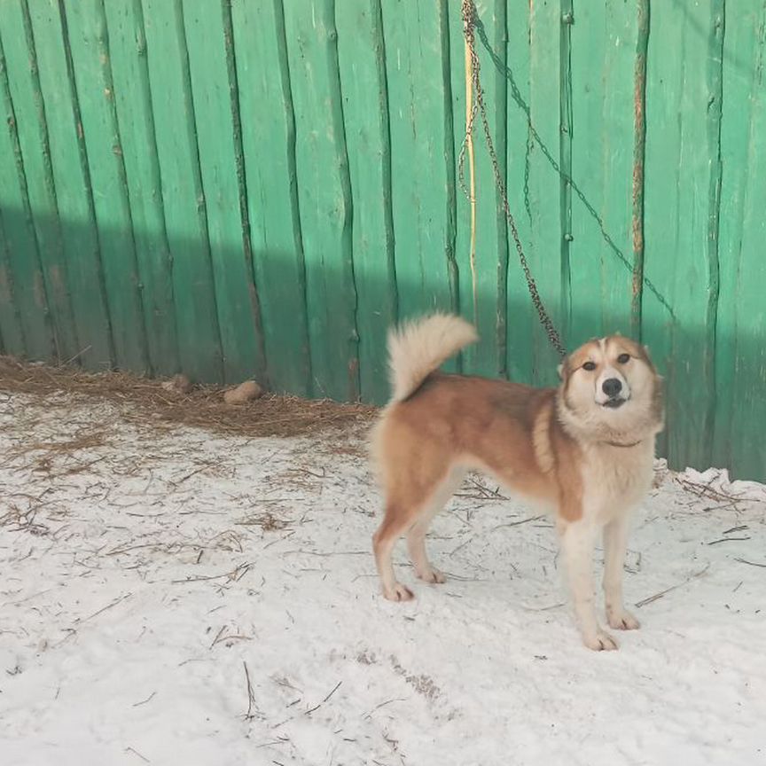 Западносибирская лайка, взрослая собака