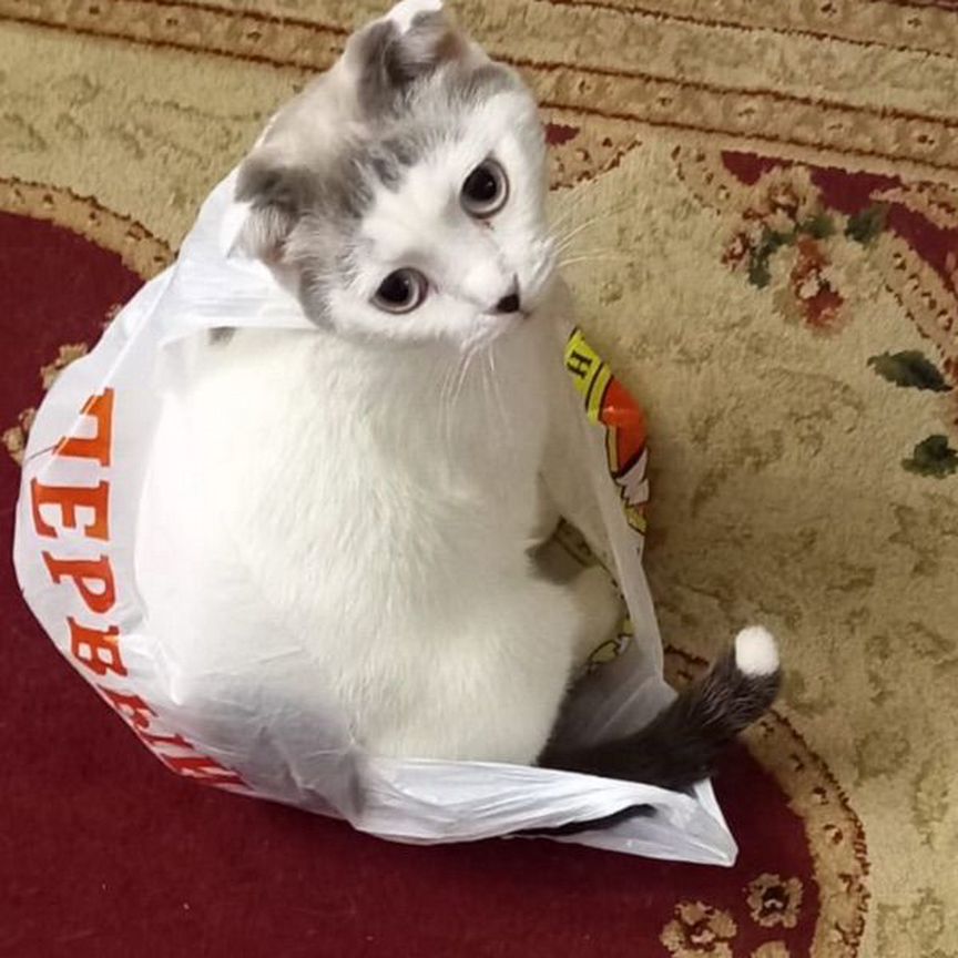 Кот
