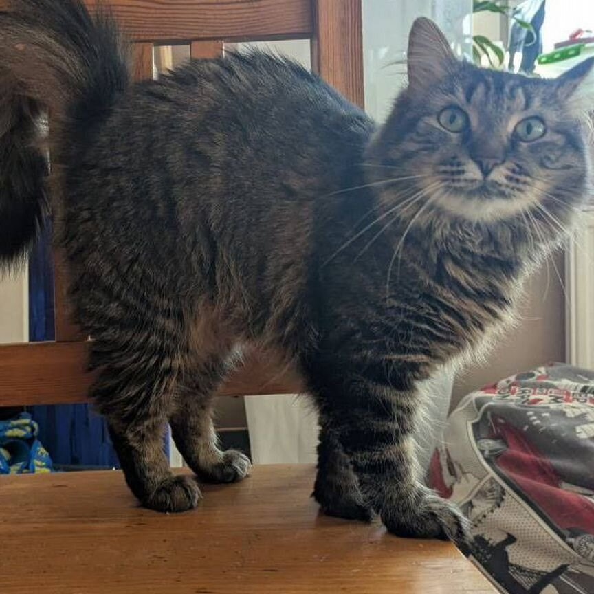 Взрослая, кошка в добрые руки