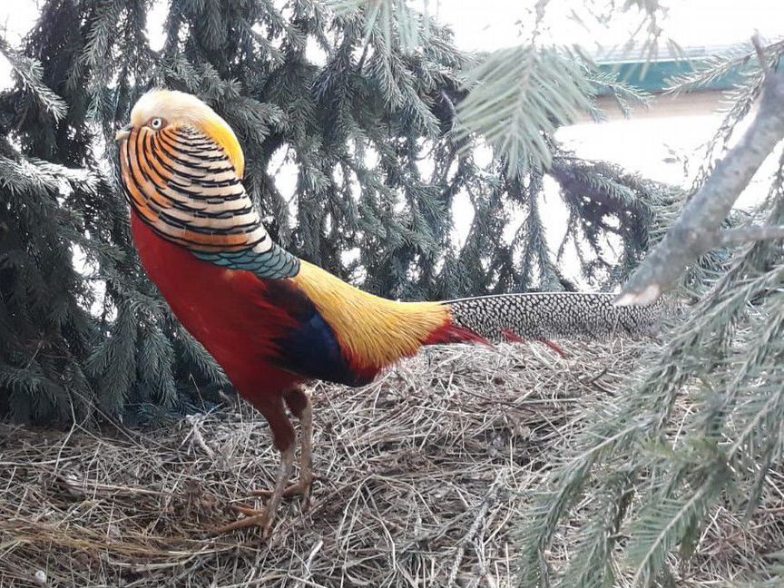 Золотой фазан