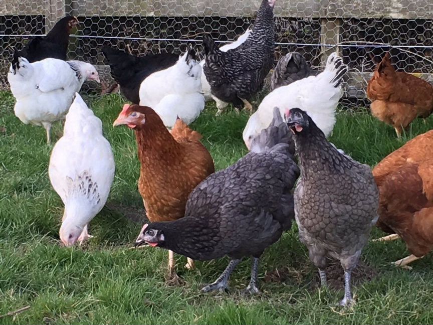 Куры доминант