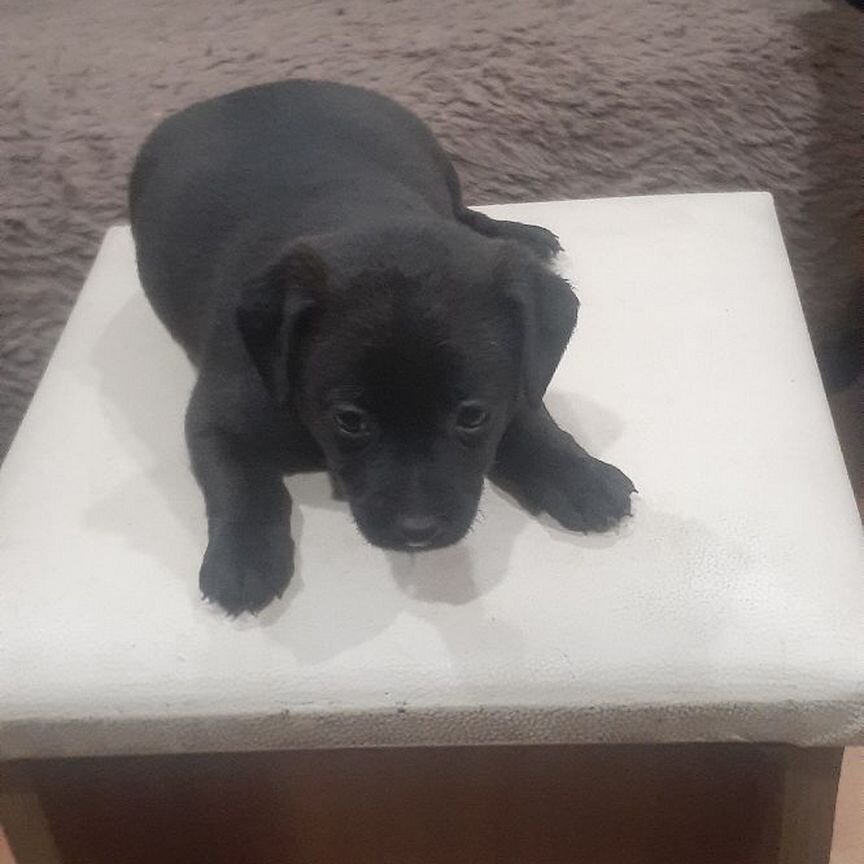 Щенки мини таксы в добрые руки