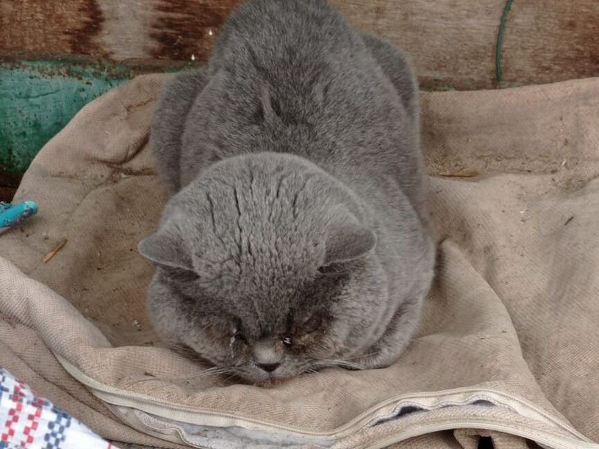 Британский кот в добрые руки