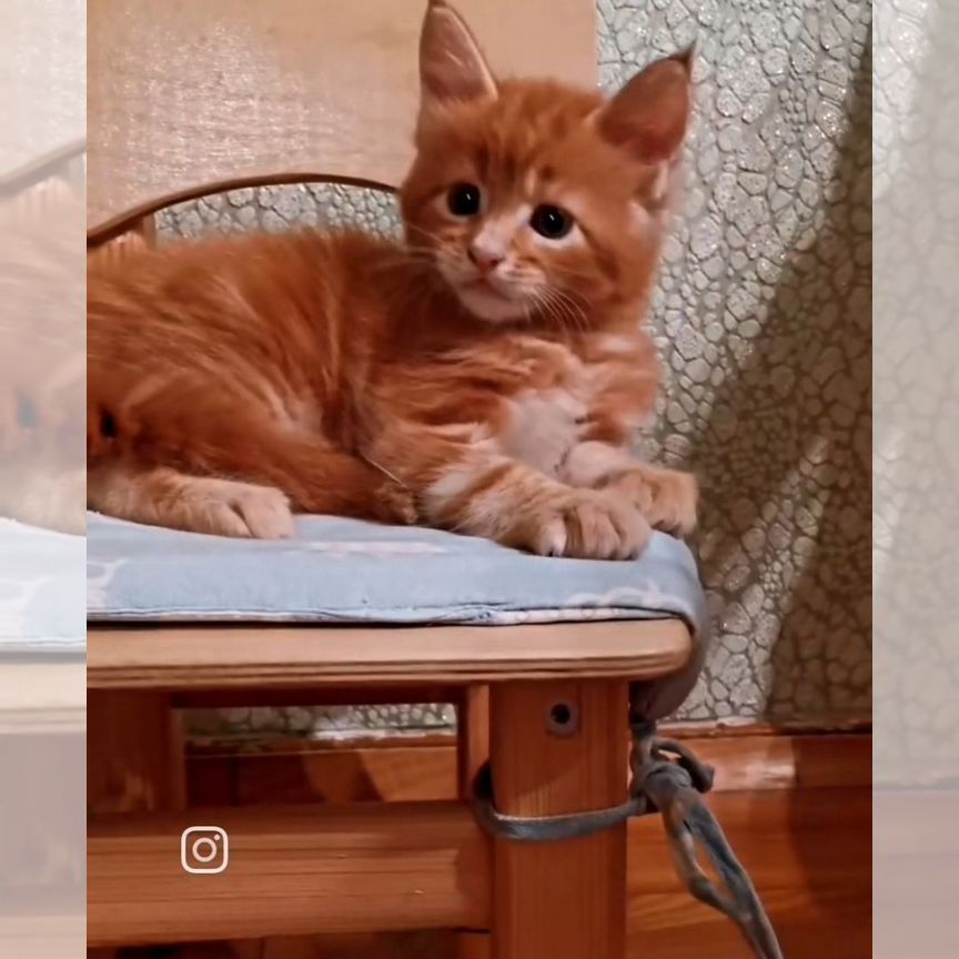 Мейн-кун котёнок