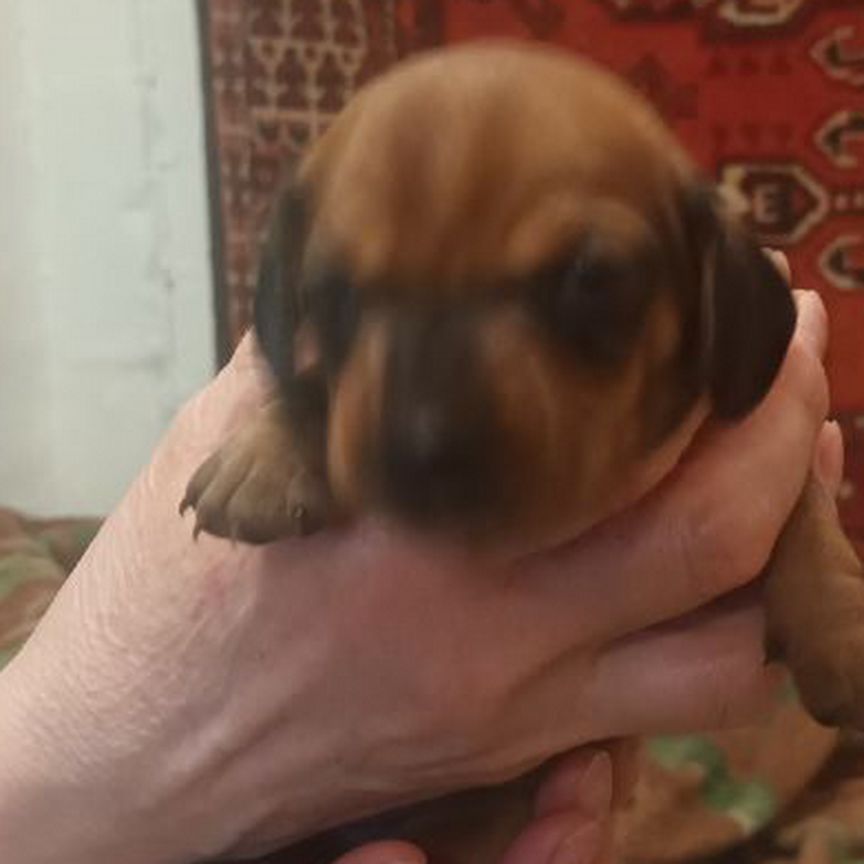 Кроличья такса, щенок