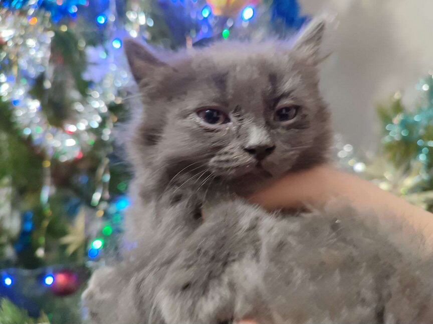 Котята - 2 шт. (котик и кошечка)