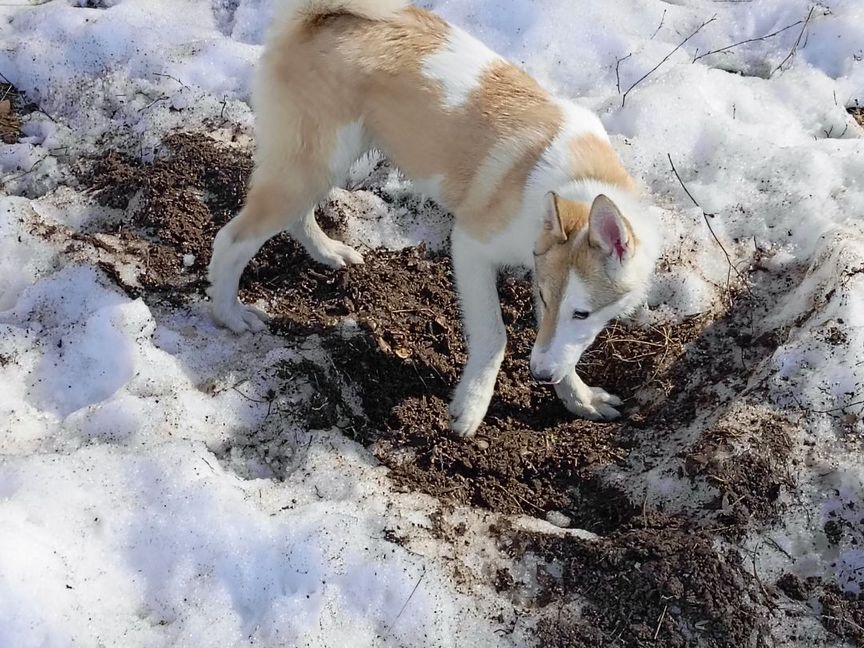 Щенок в добрые руки (смесь с лайкой)