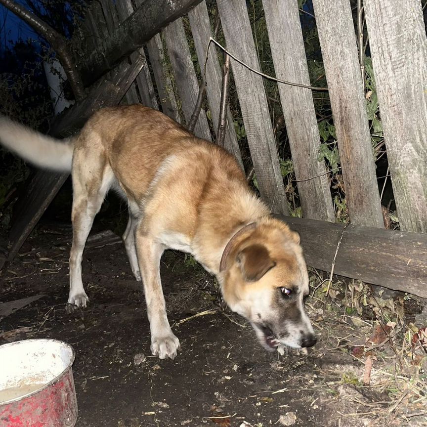 Отдам собаку в добрые руки