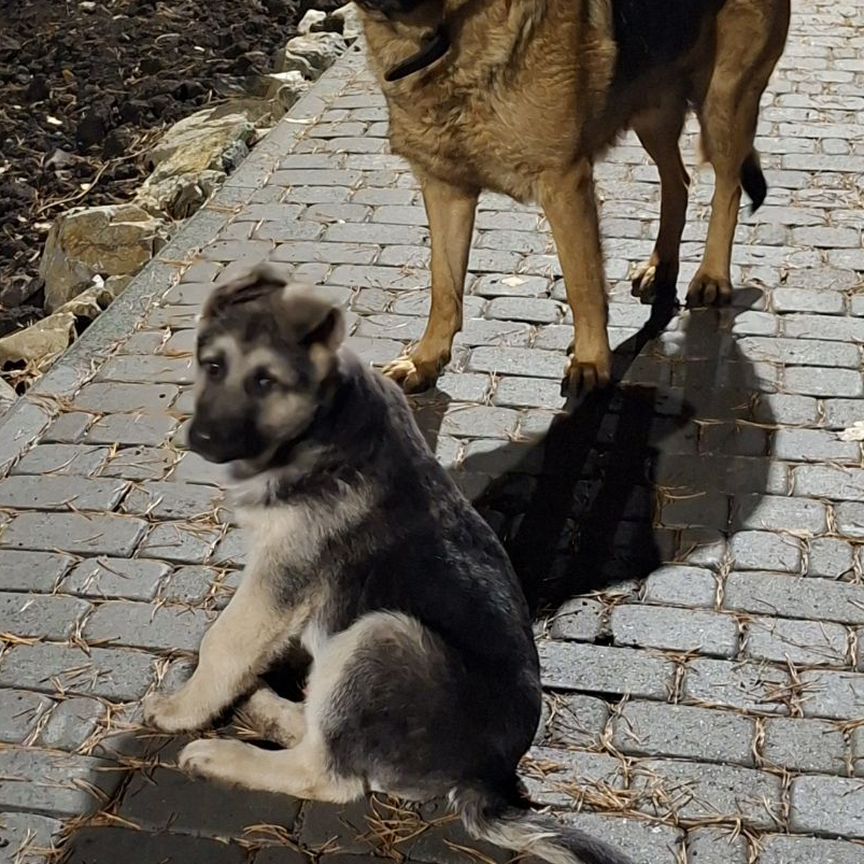 Восточноевропейская овчарка, взрослая собака