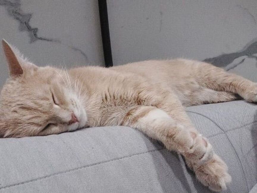 Рыжий котик