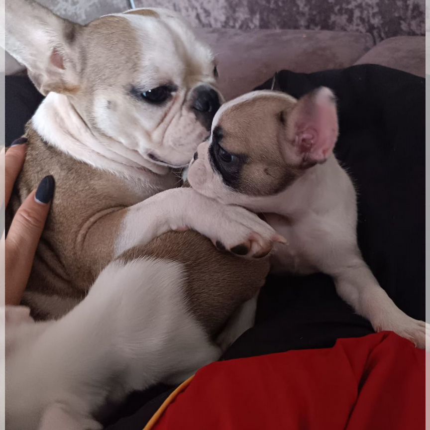 Французский бульдог, щенок