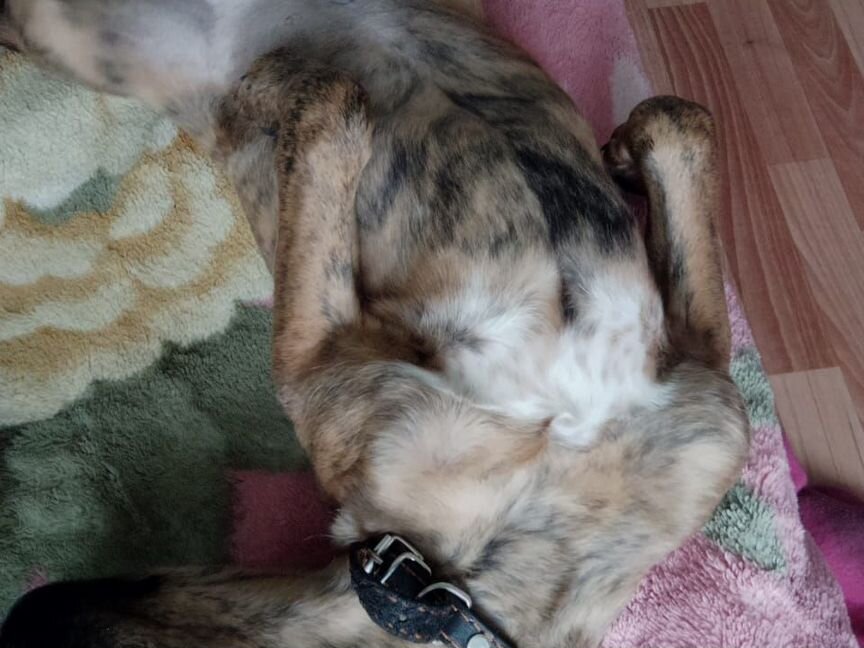 Американский питбультерьер