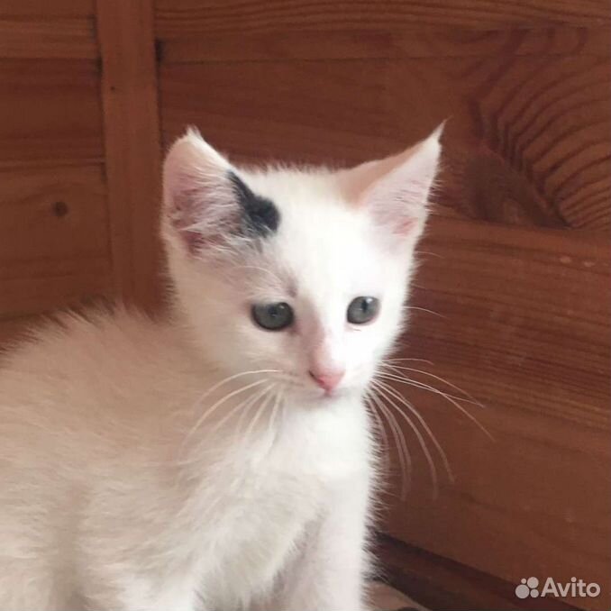 Малышки ищут дом