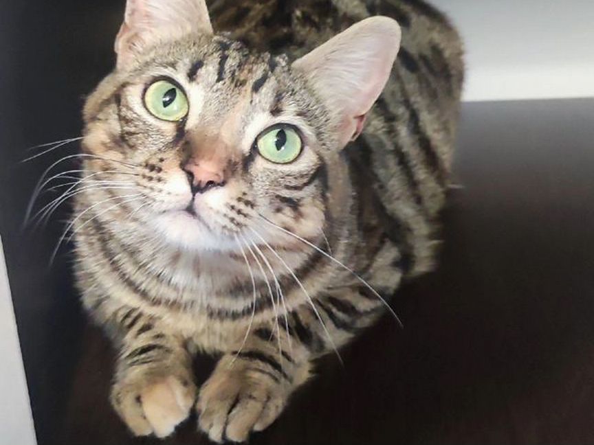 Кошка Эми в дар