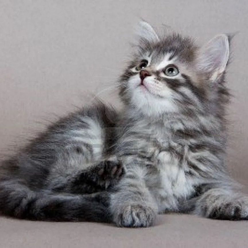 Мейн   сибирская девочки