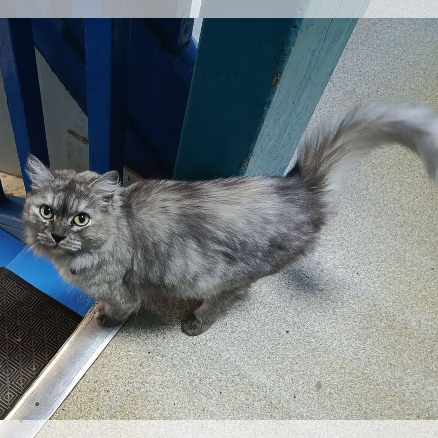 Кошечка в частный дом