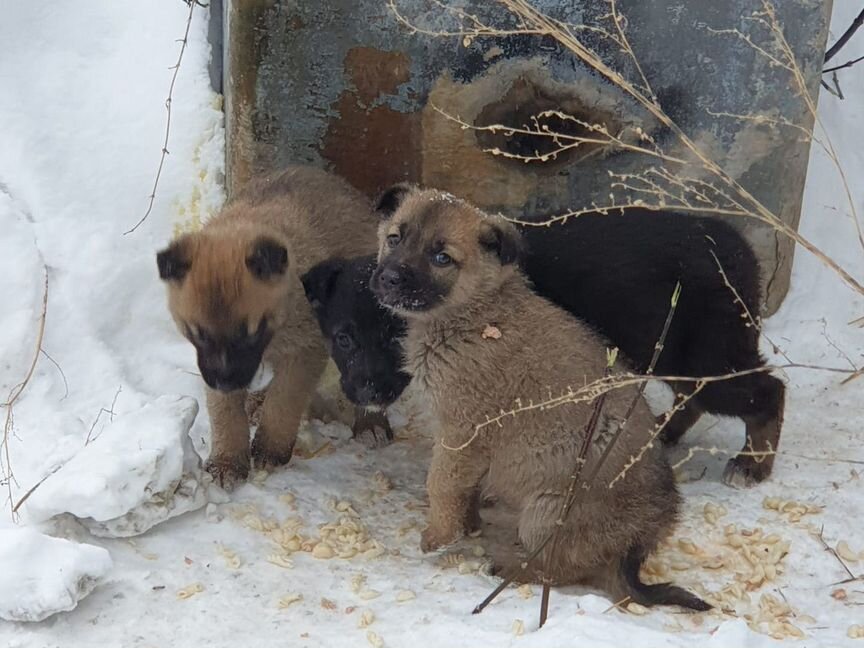 Щенки