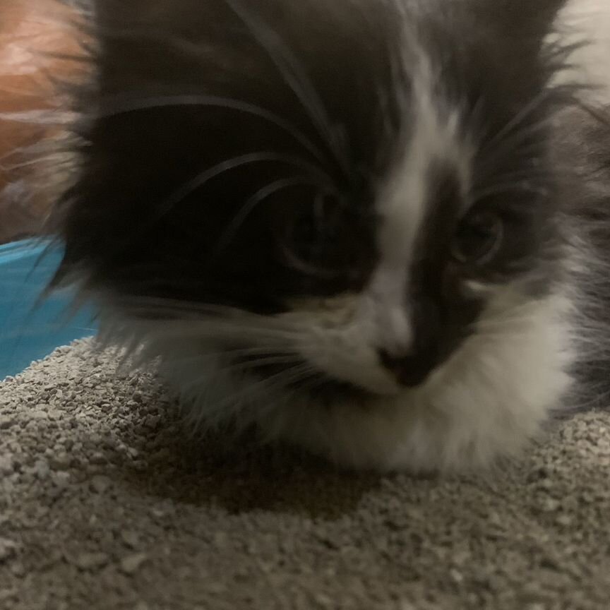 Кошак, подобрали с улицы