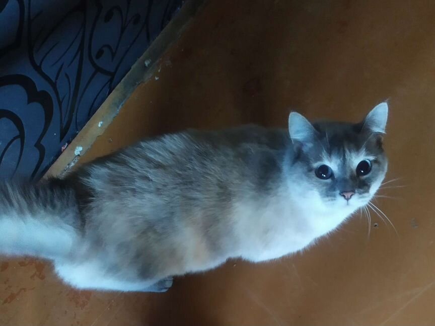 Отдам кошечку в добрые руки