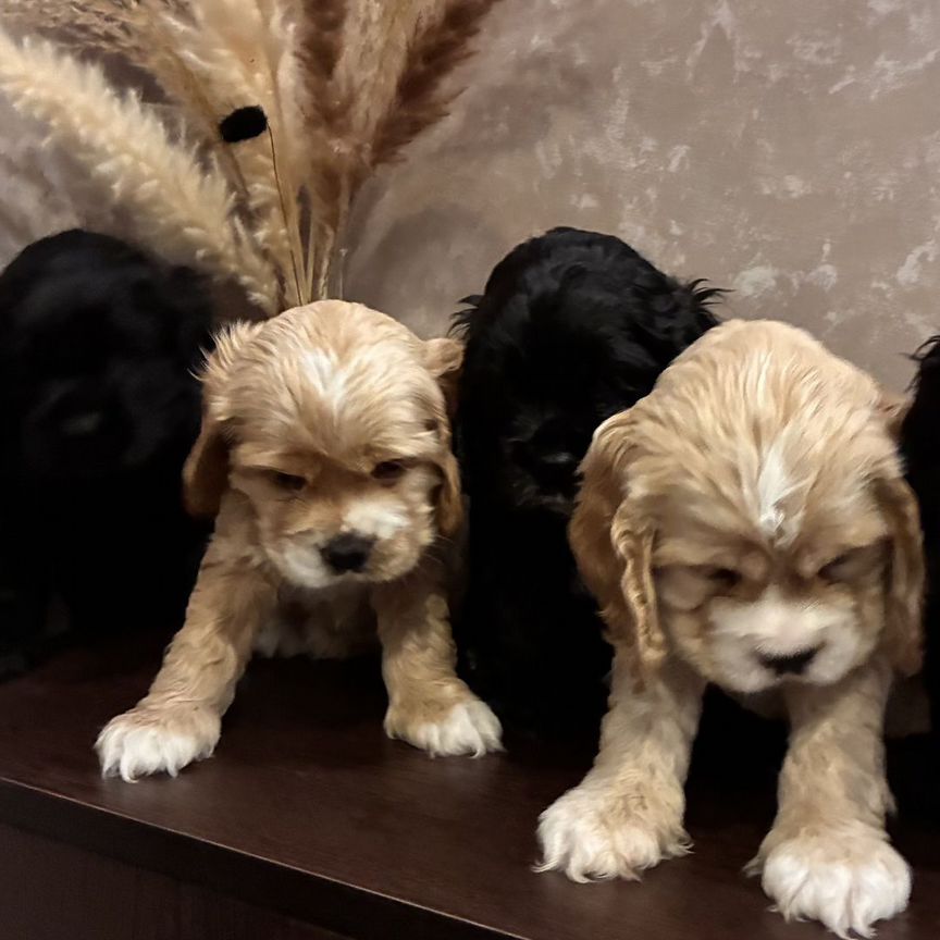 Американский кокер-спаниель, щенок