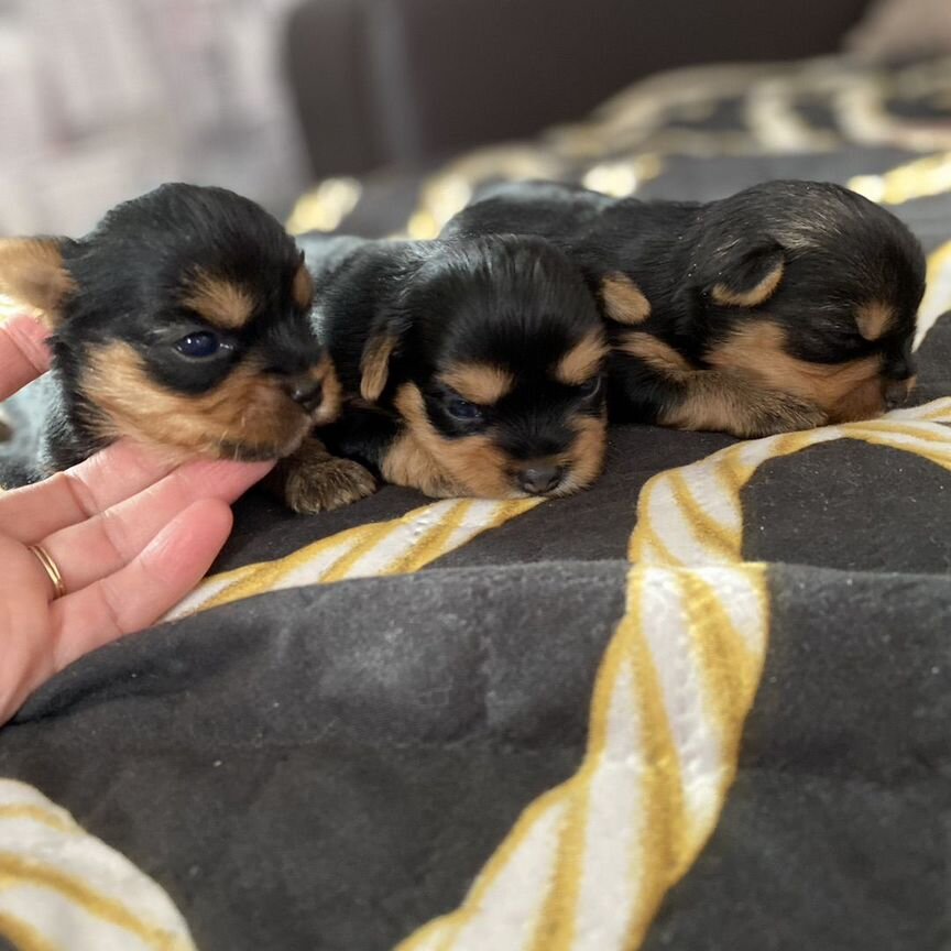 Йоркширский терьер щенки