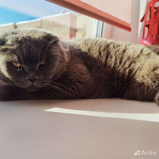Вислоухий шотландец ищет новый дом