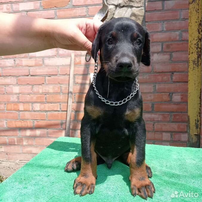 Щенок добермана с документами